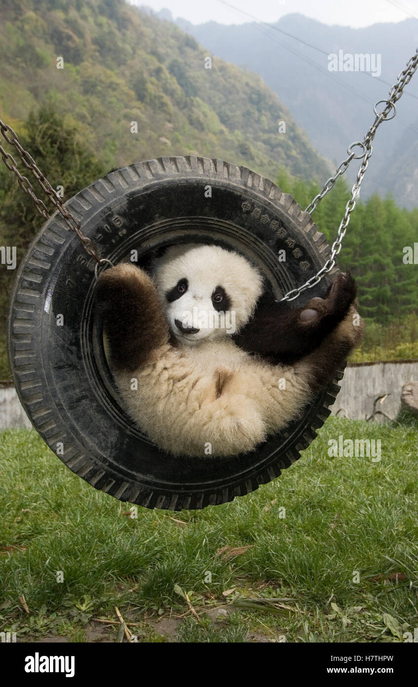 Giant Panda (Ailuropoda melanoleuca) cub playing in tire swing, Wolong ...