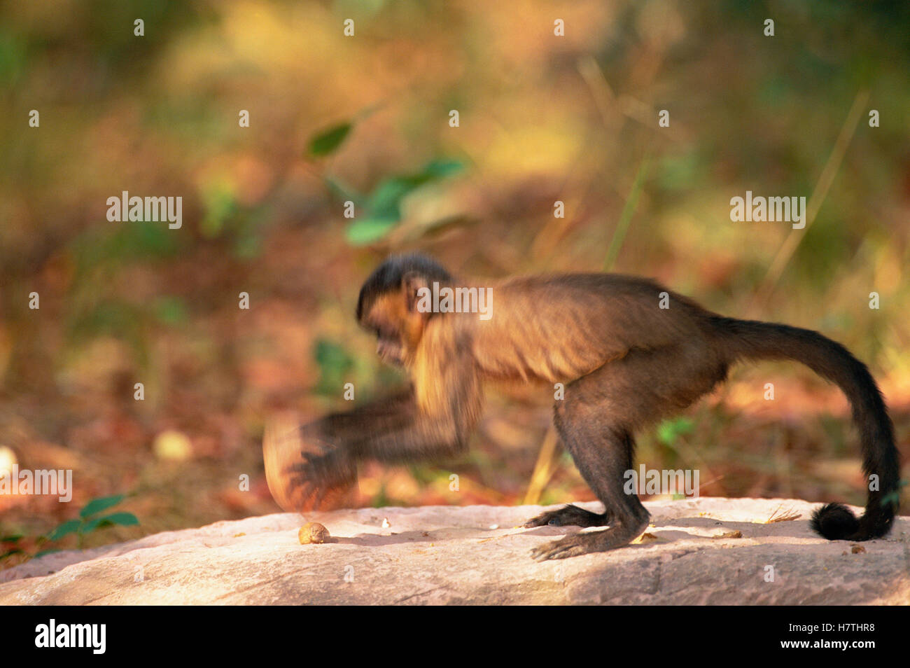 Brown Capuchin (Cebus apella) stabilizes itself with its prehensile ...