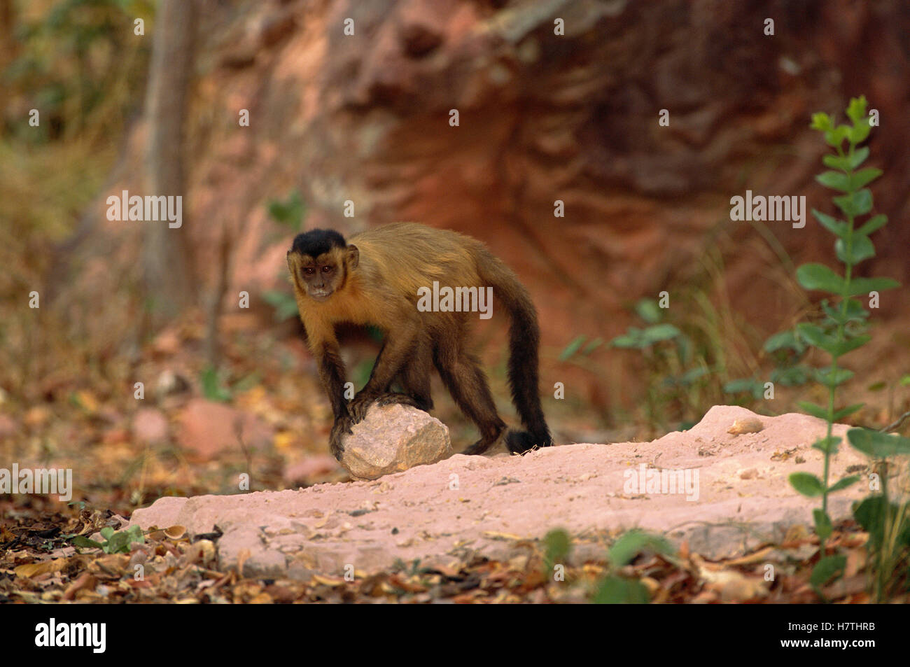 Brown Capuchin (Cebus apella) with rock hammer that is extremely heavy ...