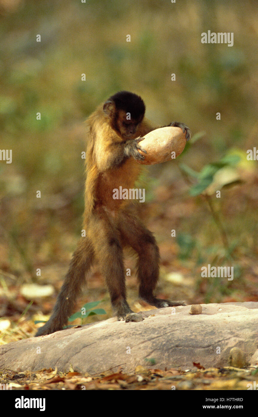 Brown Capuchin (Cebus apella) stabilizes itself with its prehensile ...