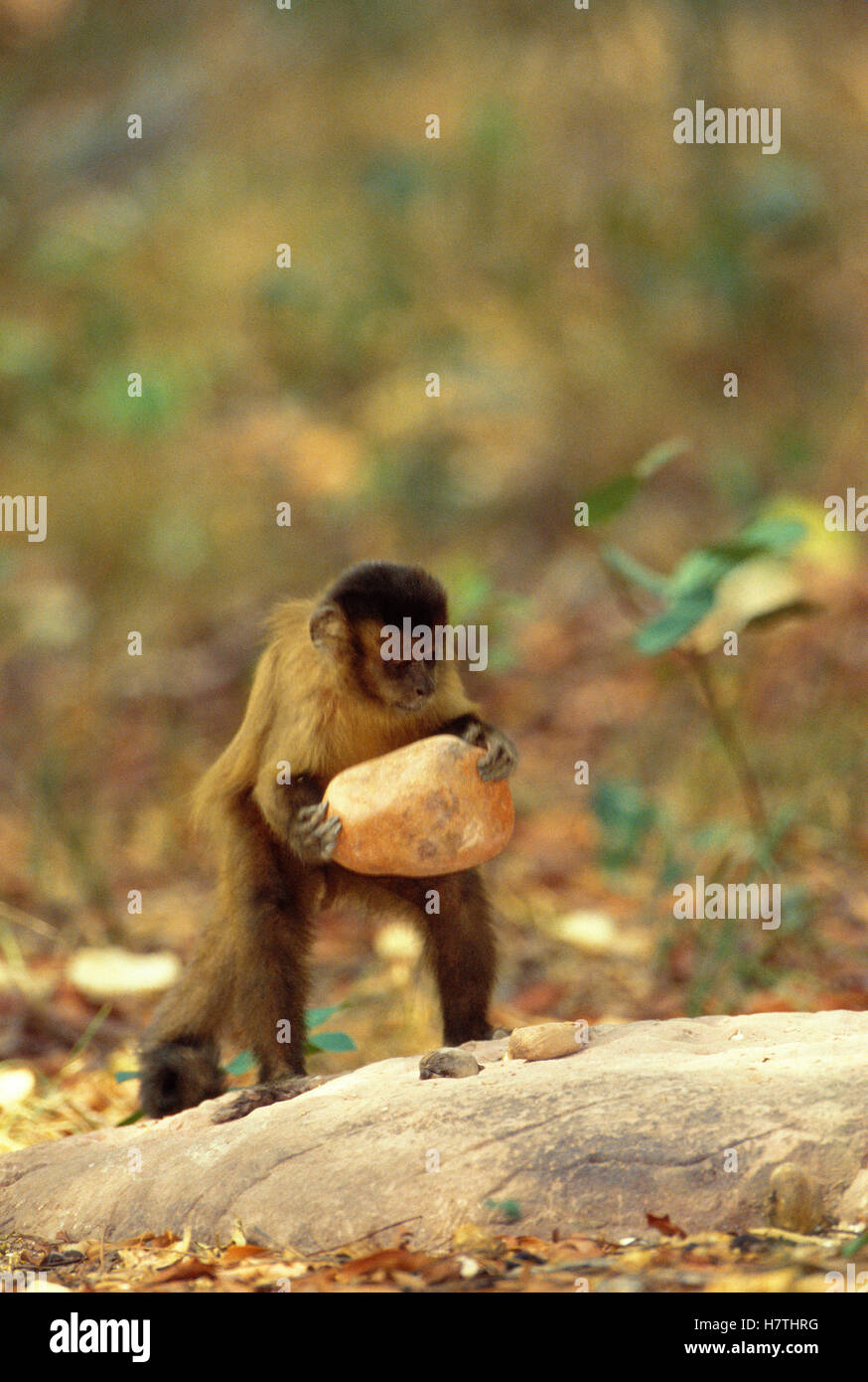 Brown Capuchin (Cebus apella) stabilizes itself with its prehensile ...