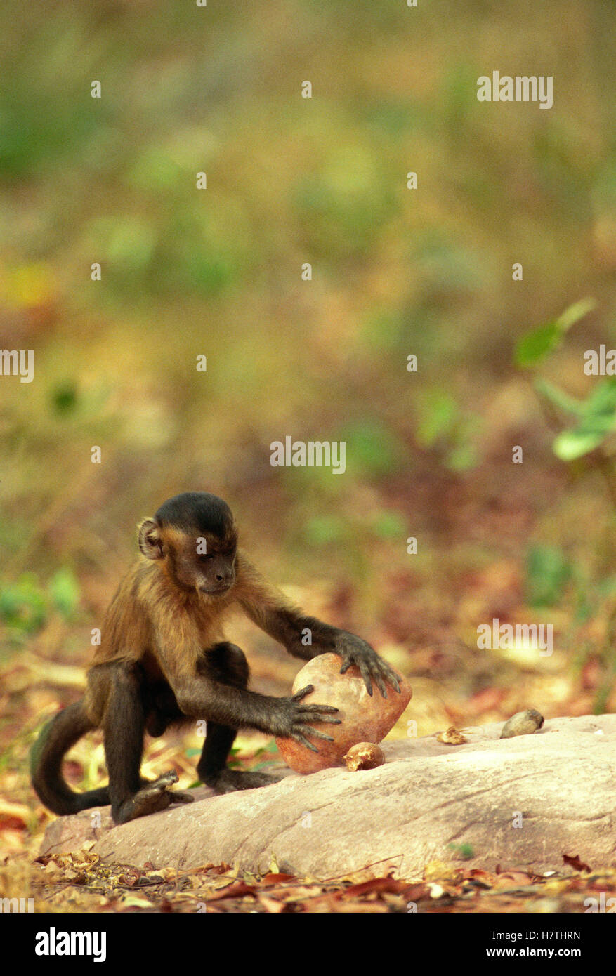 Brown Capuchin (Cebus apella) stabilizes itself with its prehensile ...