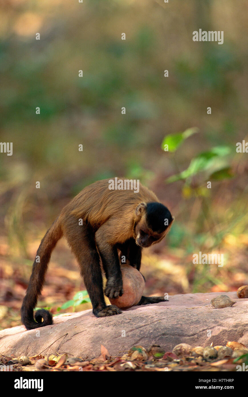 Brown Capuchin (Cebus apella) stabilizes itself with its prehensile ...