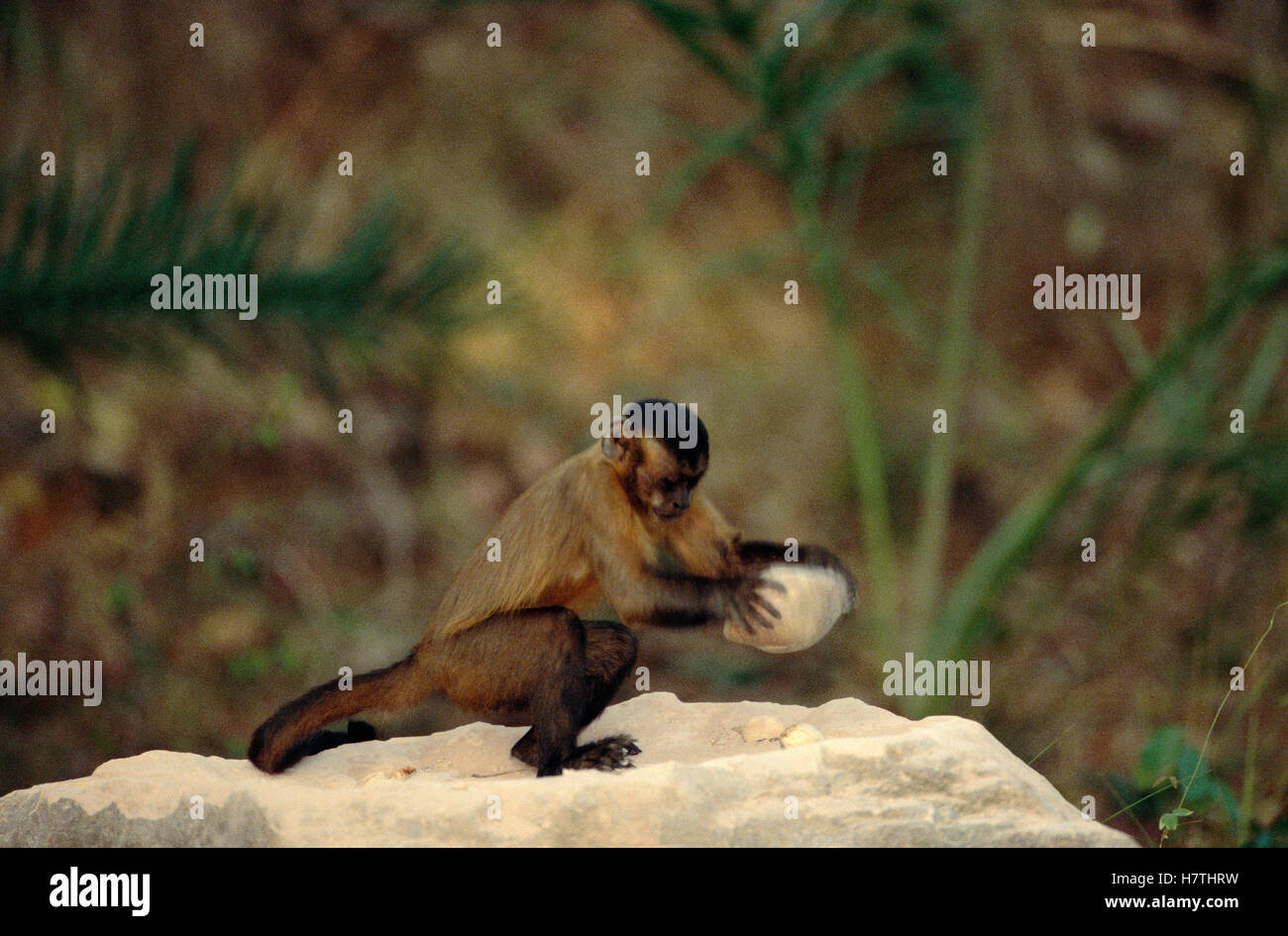 Brown Capuchin (Cebus apella) stabilizes itself with its prehensile ...
