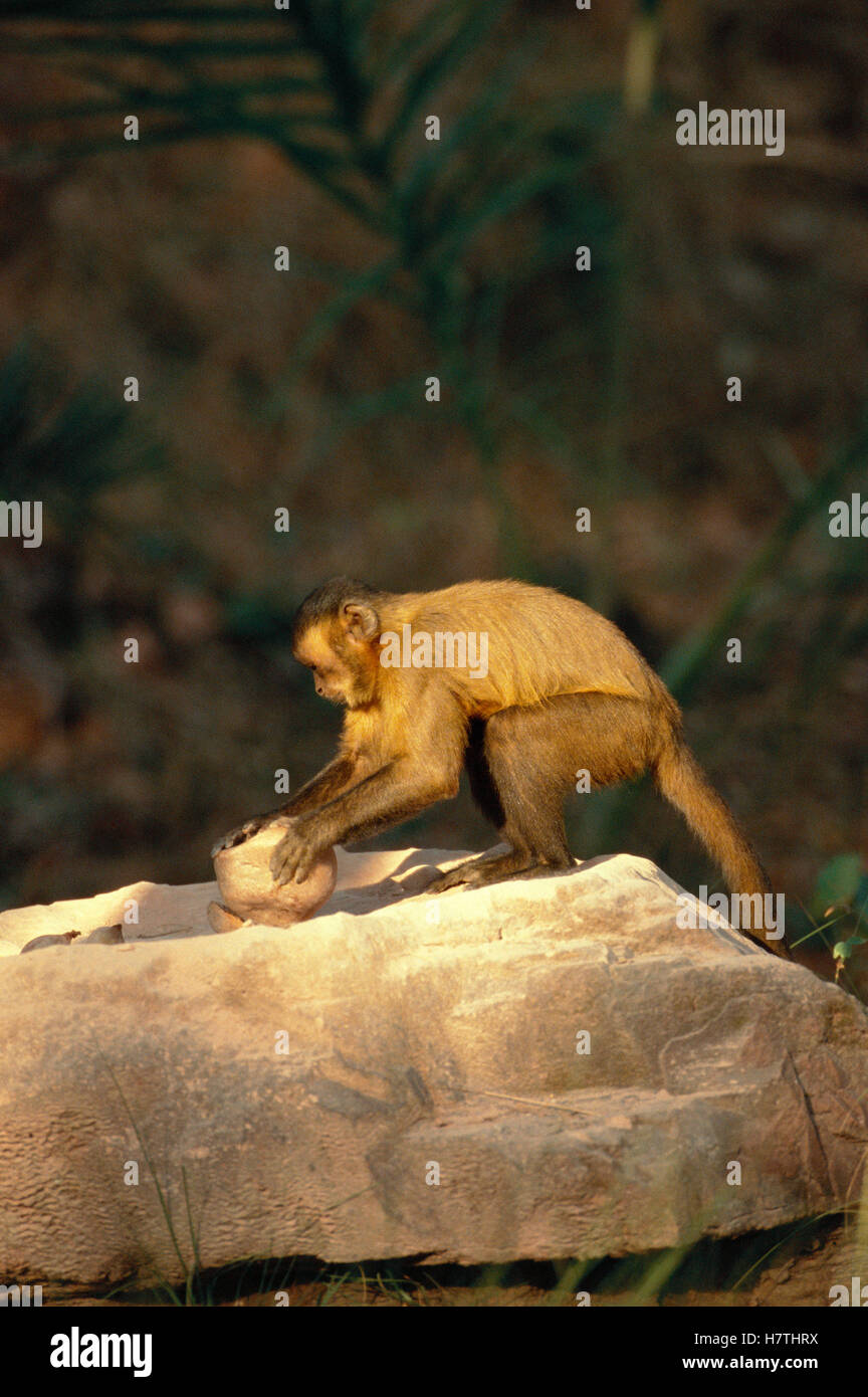 Brown Capuchin (Cebus apella) stabilizes itself with its prehensile ...