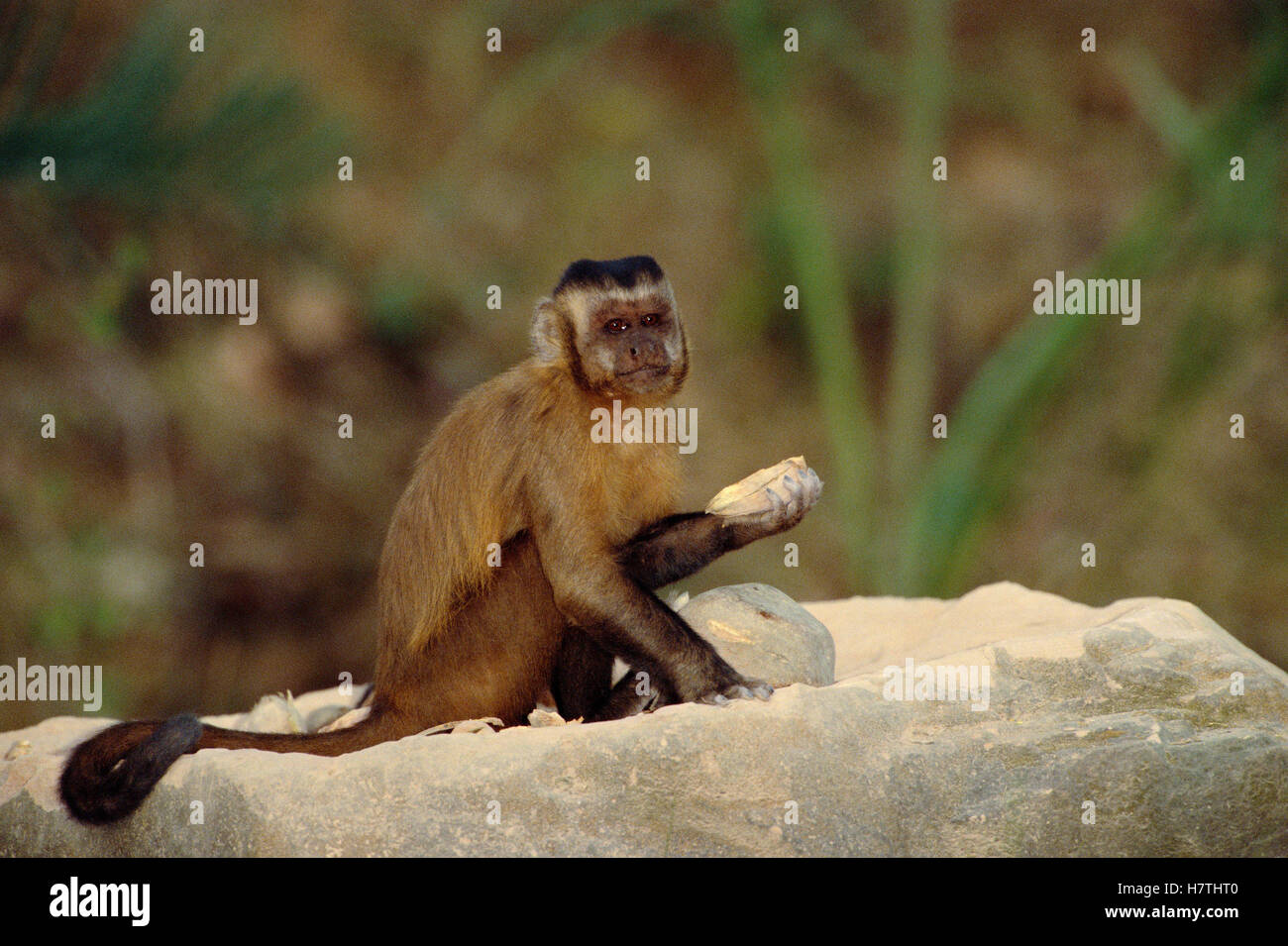 Brown Capuchin (Cebus apella) holding a palm nut that it will place in ...