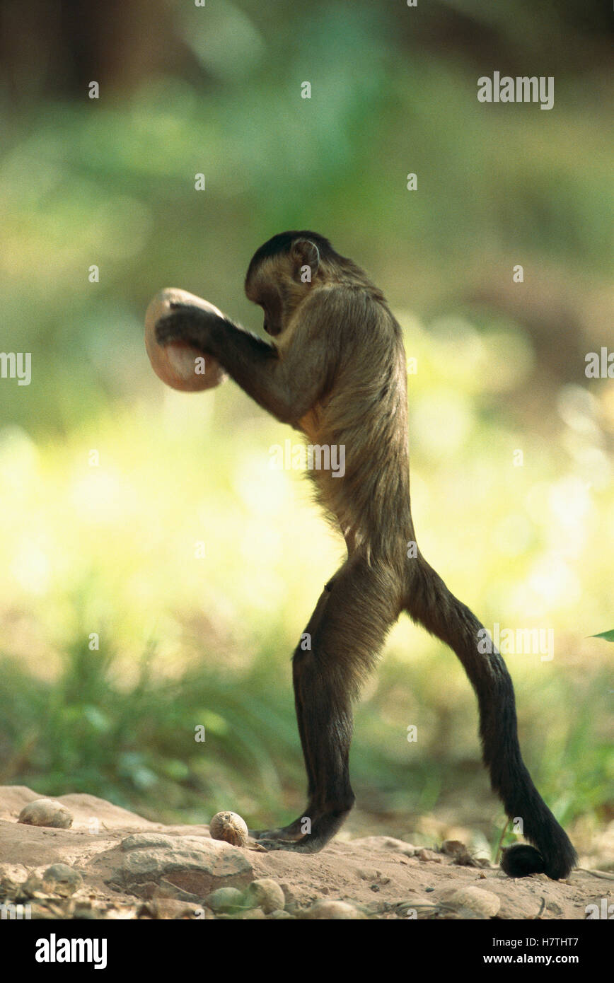 Brown Capuchin (Cebus apella) using rock to crack open palm nuts, Piaui ...