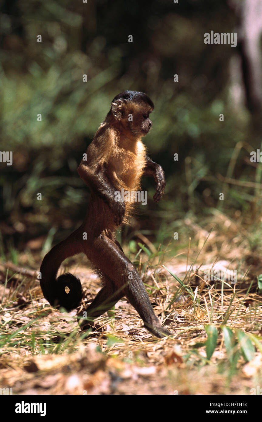 Brown Capuchin (Cebus apella) foraging on ground, Cerrado, Piaui State ...