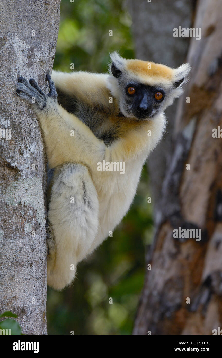 Golden-crowned Sifaka (Propithecus tattersalli) portrait, critically ...