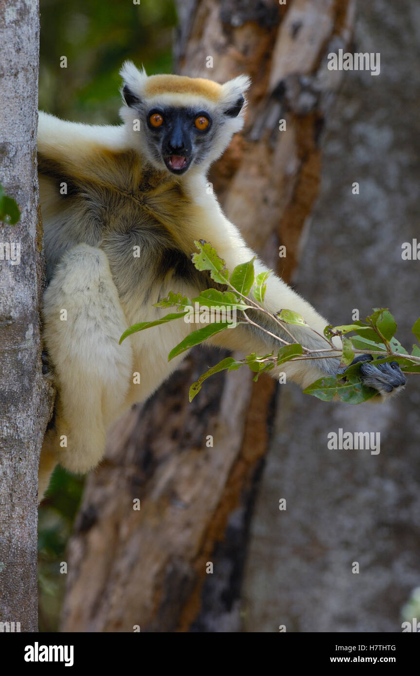 Golden-crowned Sifaka (Propithecus tattersalli) portrait, critically ...