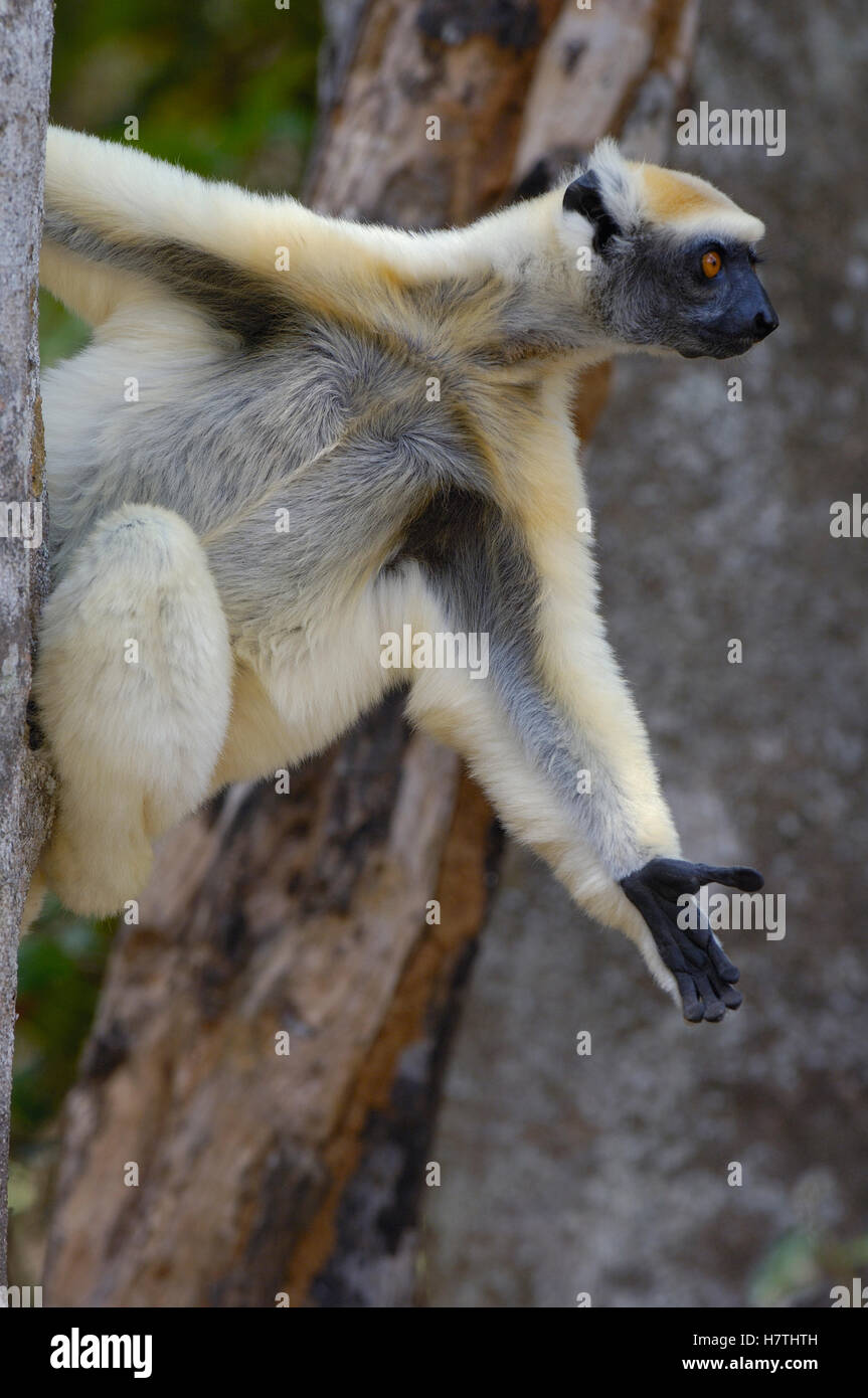Golden-crowned Sifaka (Propithecus tattersalli) portrait, critically ...