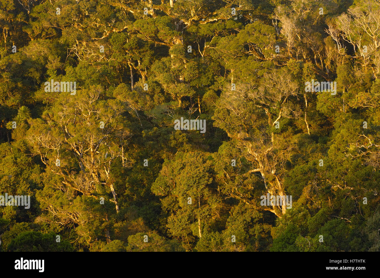Rainforest canopy of Amber Mountain National Park, Northern Madagascar ...