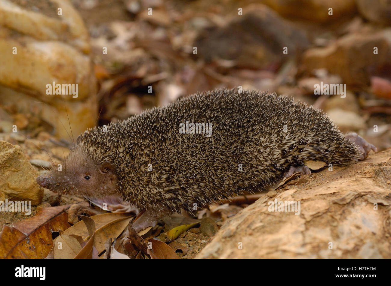 Greater Hedgehog Tenrec (Setifer setosus) walking on leaf litter of ...
