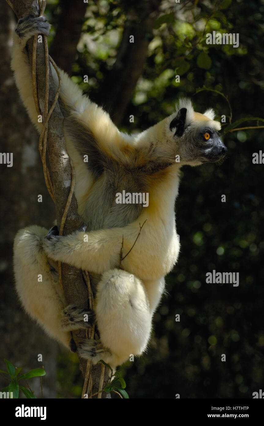 Golden-crowned Sifaka (Propithecus tattersalli) portrait, critically ...