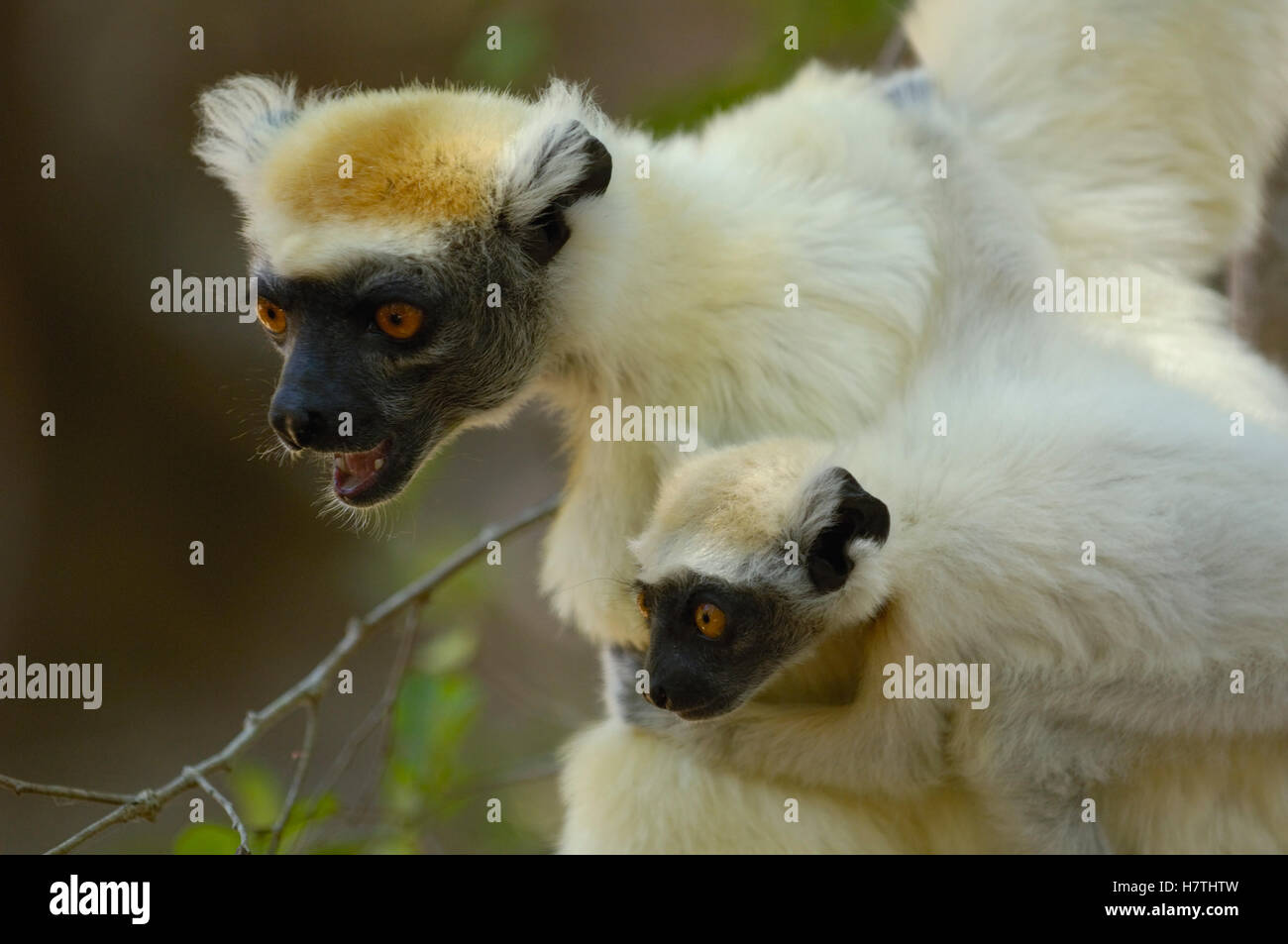 Golden-crowned Sifaka (Propithecus tattersalli) mother with young ...