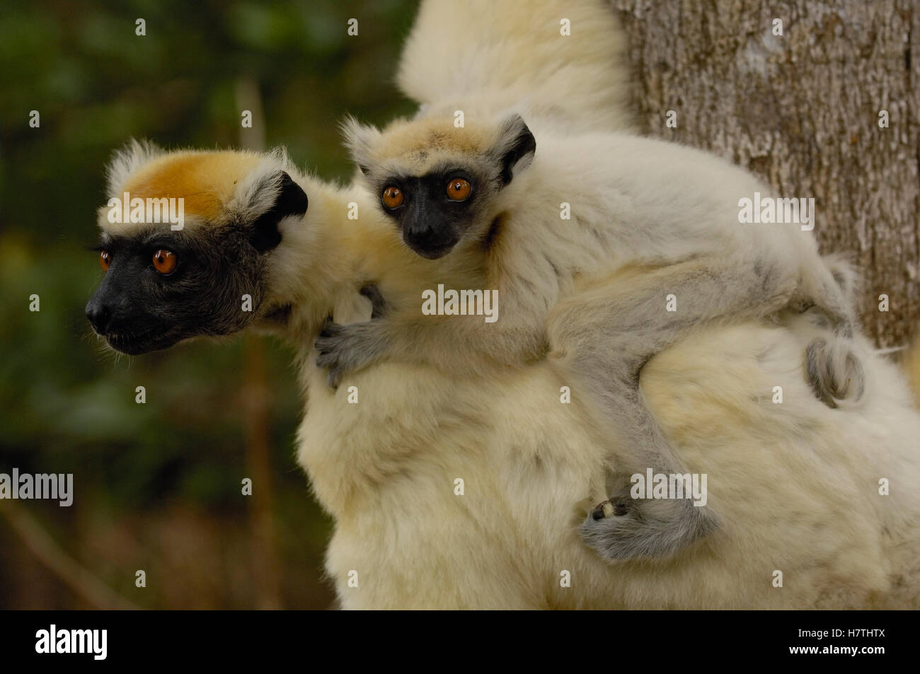 Golden-crowned Sifaka (Propithecus tattersalli) mother with baby ...