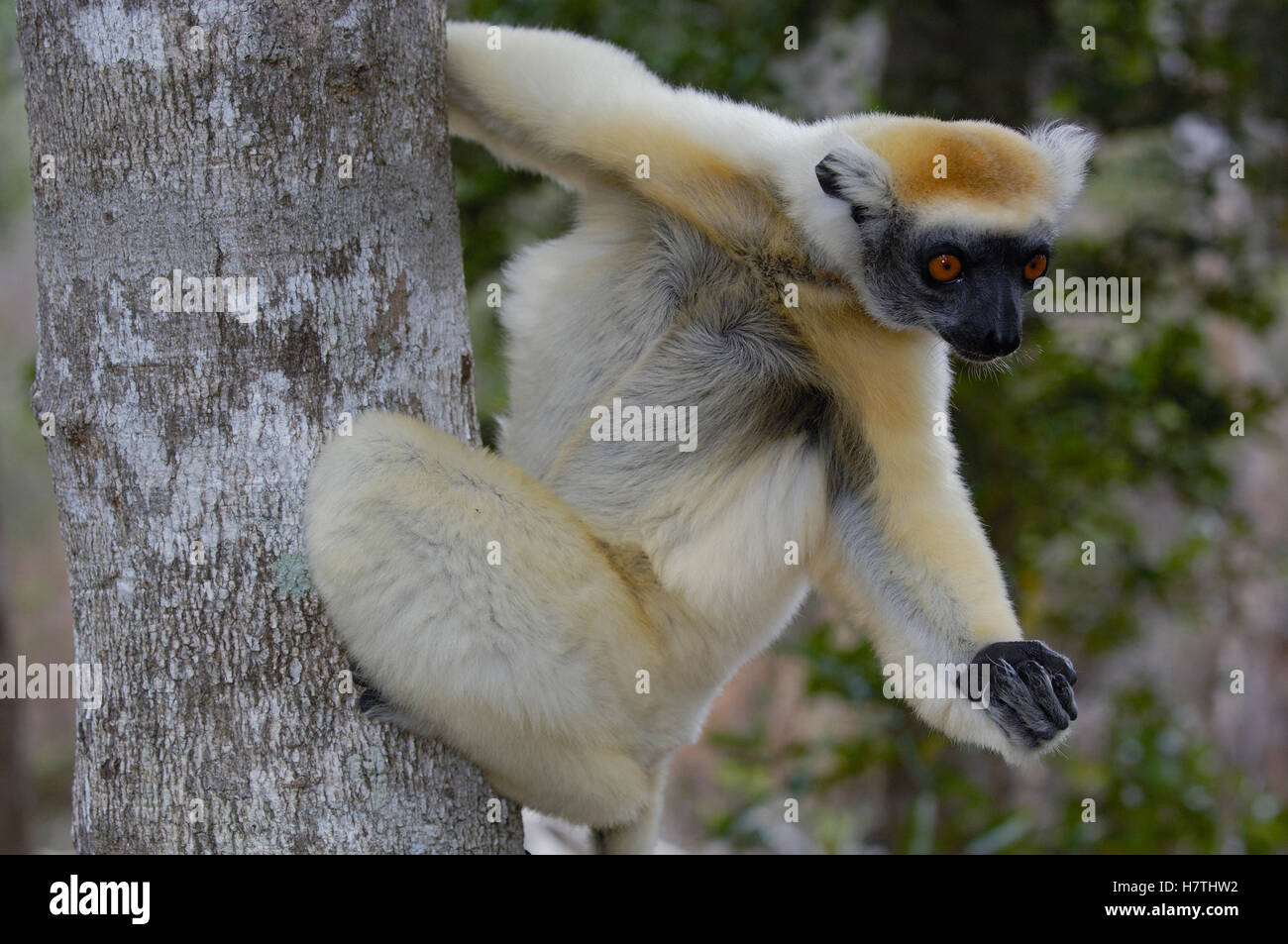 Golden-crowned Sifaka (Propithecus tattersalli) portrait, critically ...