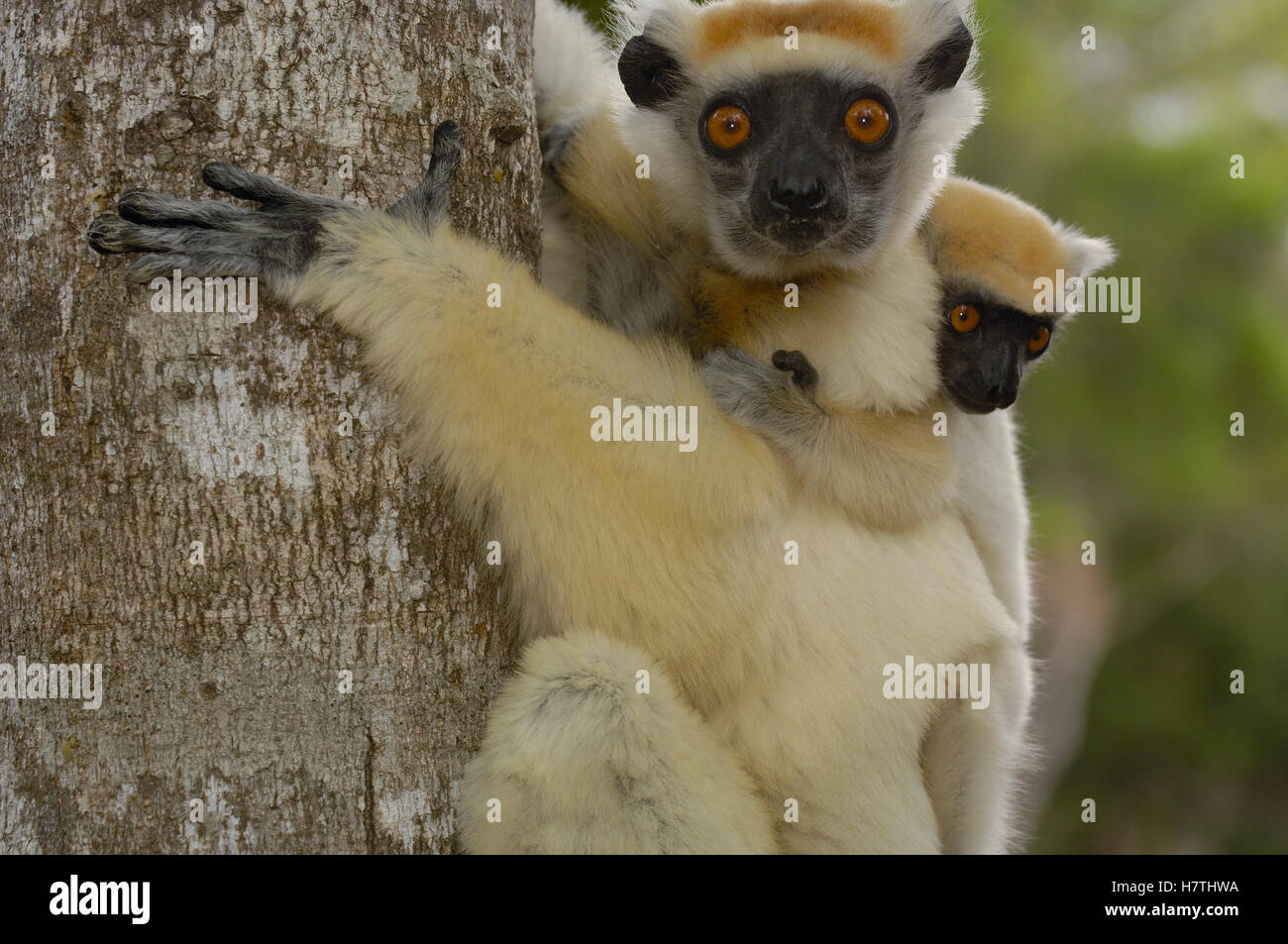 Golden-crowned Sifaka (Propithecus tattersalli) mother with young ...