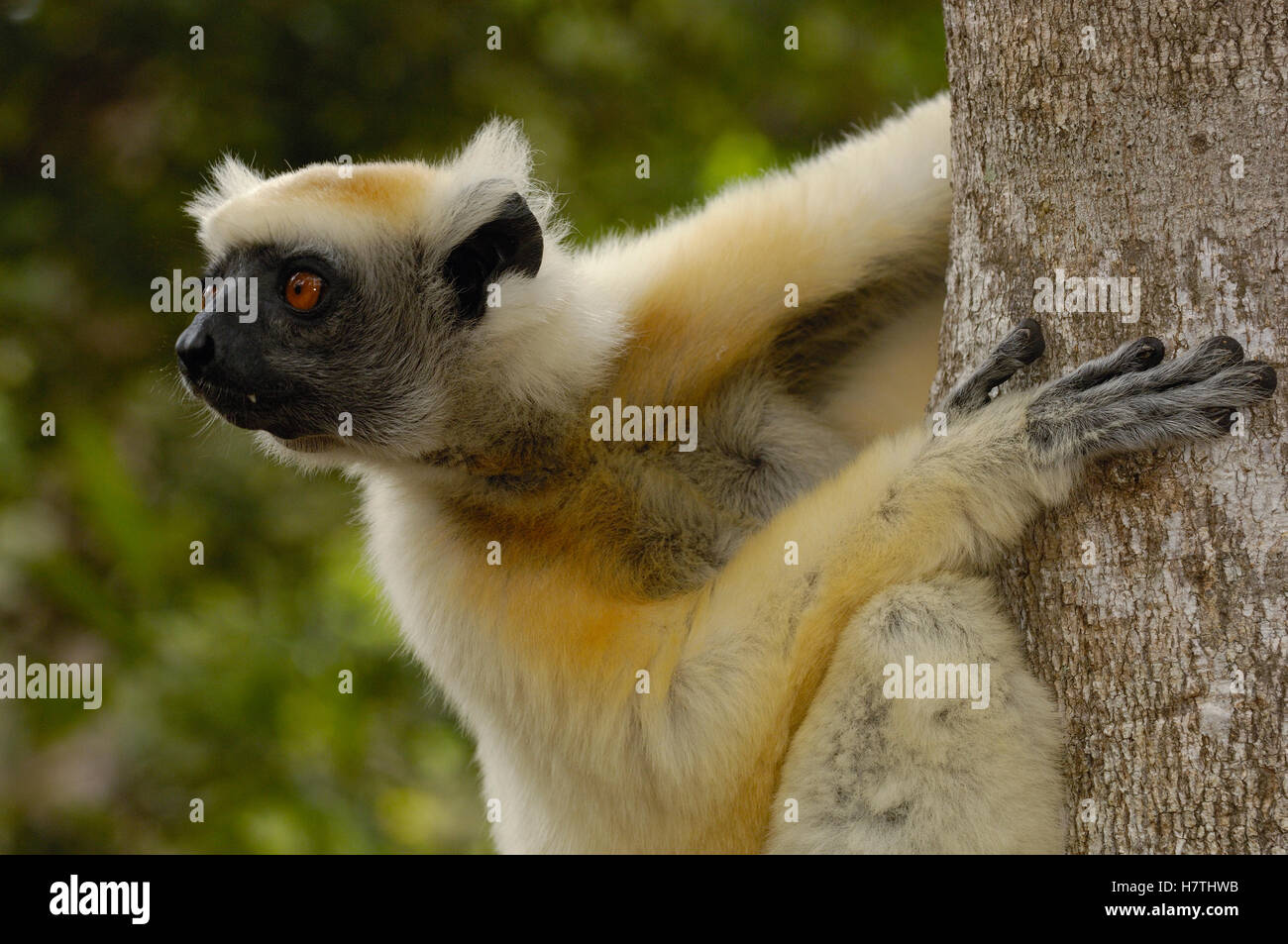 Golden-crowned Sifaka (Propithecus tattersalli) portrait, critically ...