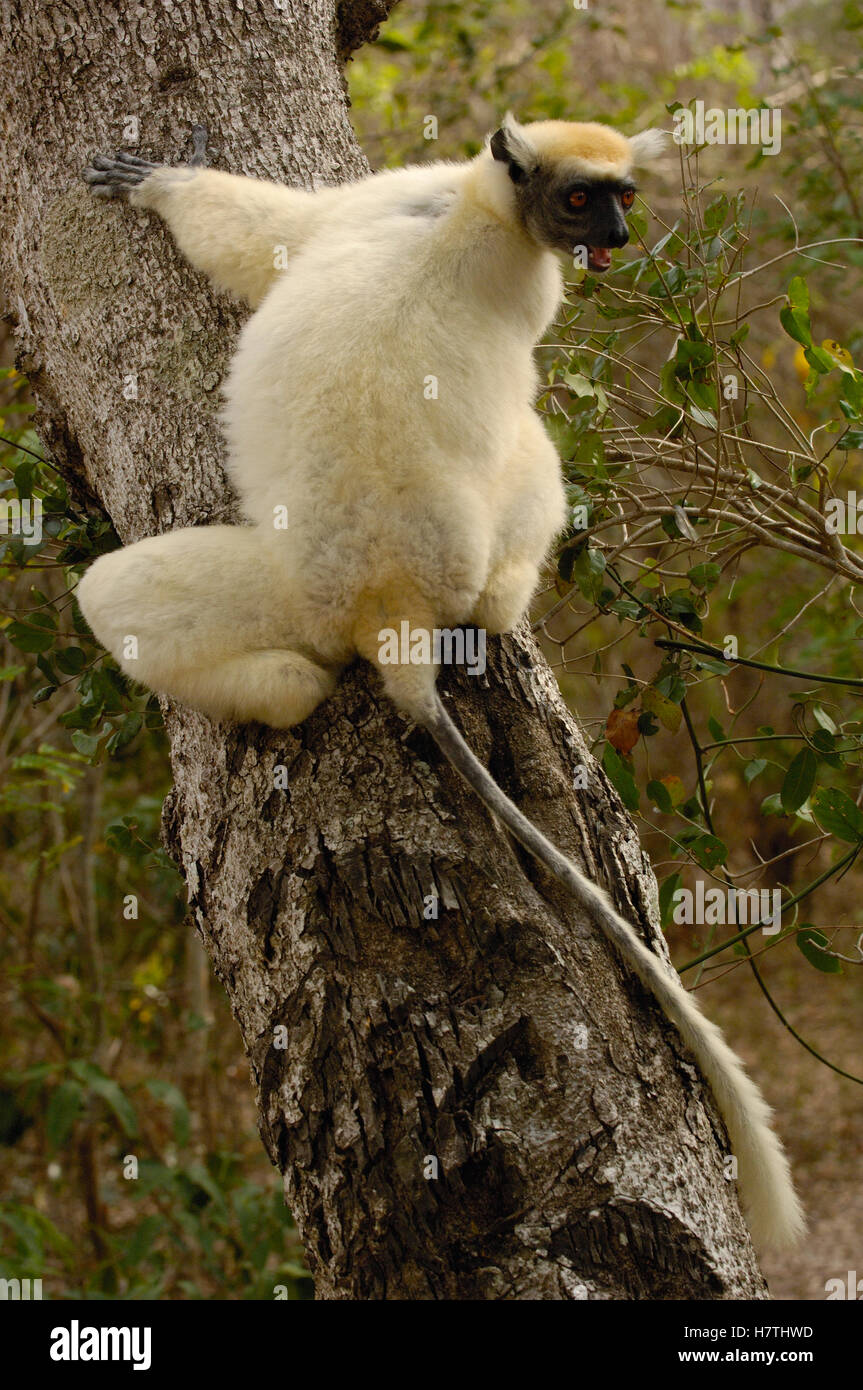 Golden-crowned Sifaka (Propithecus tattersalli) portrait, critically ...