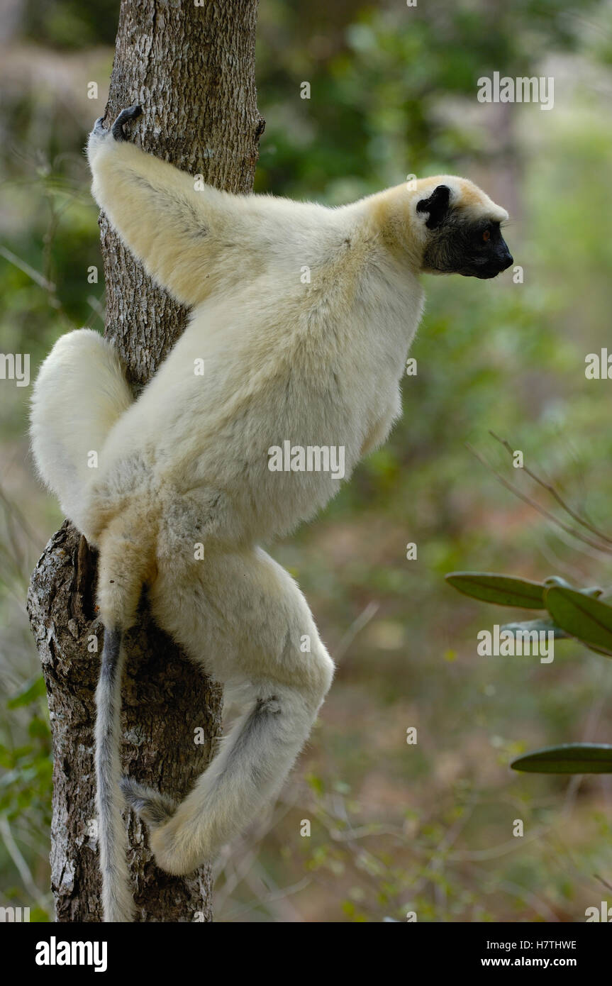 Golden-crowned Sifaka (Propithecus tattersalli) portrait, critically ...
