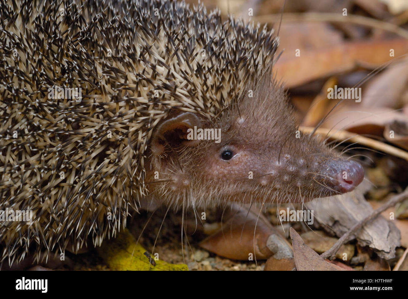 Greater Hedgehog Tenrec (Setifer setosus) portrait, Daraina, northeast ...