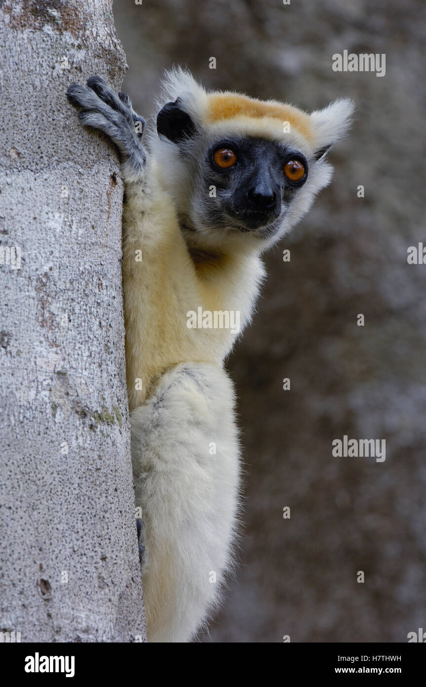 Golden-crowned Sifaka (Propithecus tattersalli) portrait, critically ...