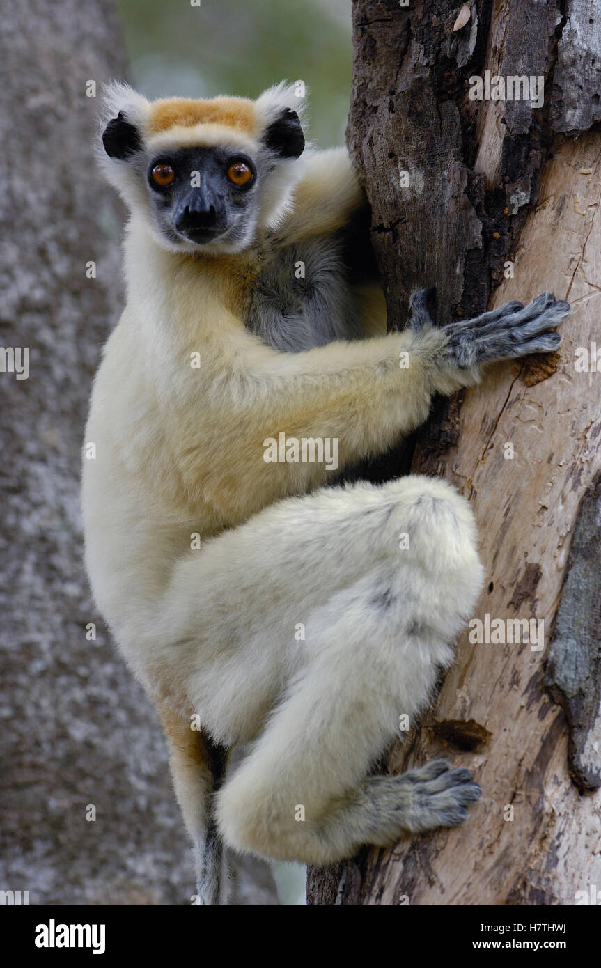 Golden-crowned Sifaka (Propithecus tattersalli) portrait, critically ...