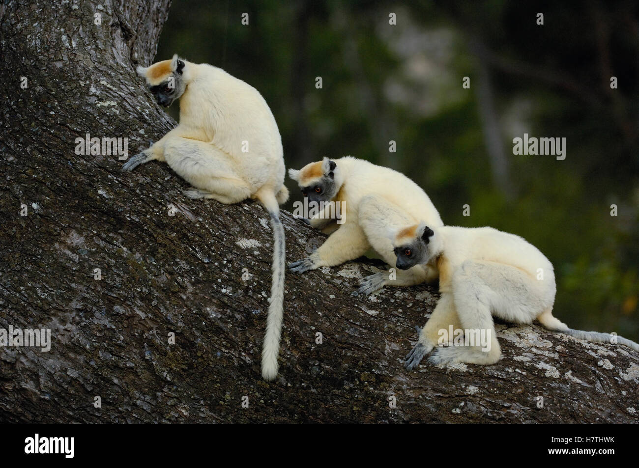 Golden-crowned Sifaka (Propithecus tattersalli) trio, critically ...