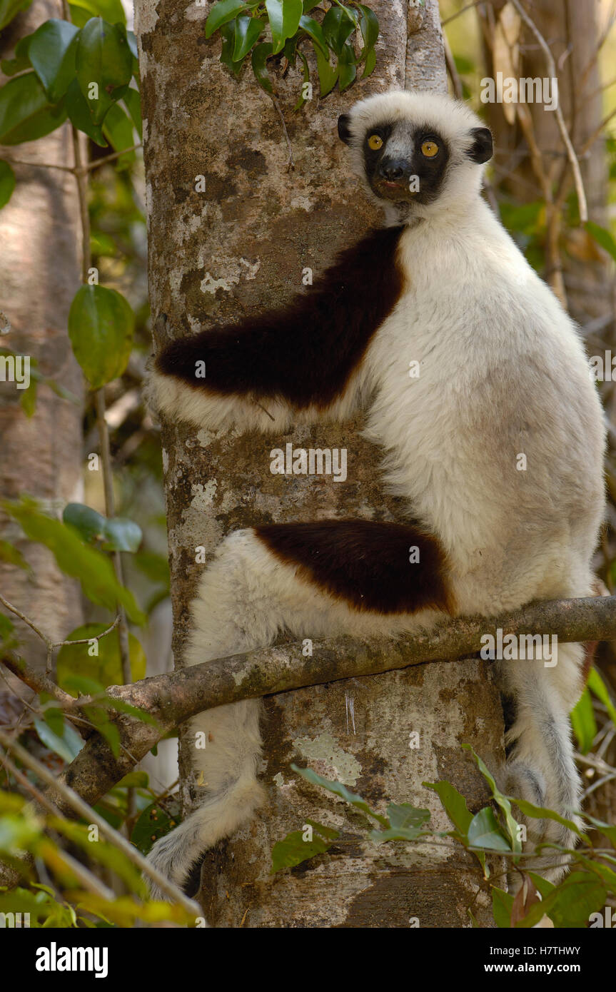 Coquerel's Sifaka (Propithecus coquereli) in western deciduous forest ...