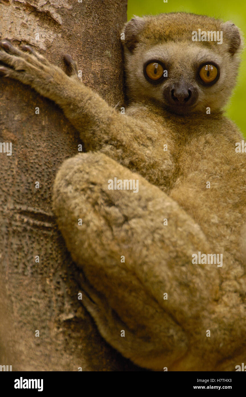 Avahi Lemur (Avahi occidentalis) endemic to western deciduous forest, Ankarafantsika Strict ...