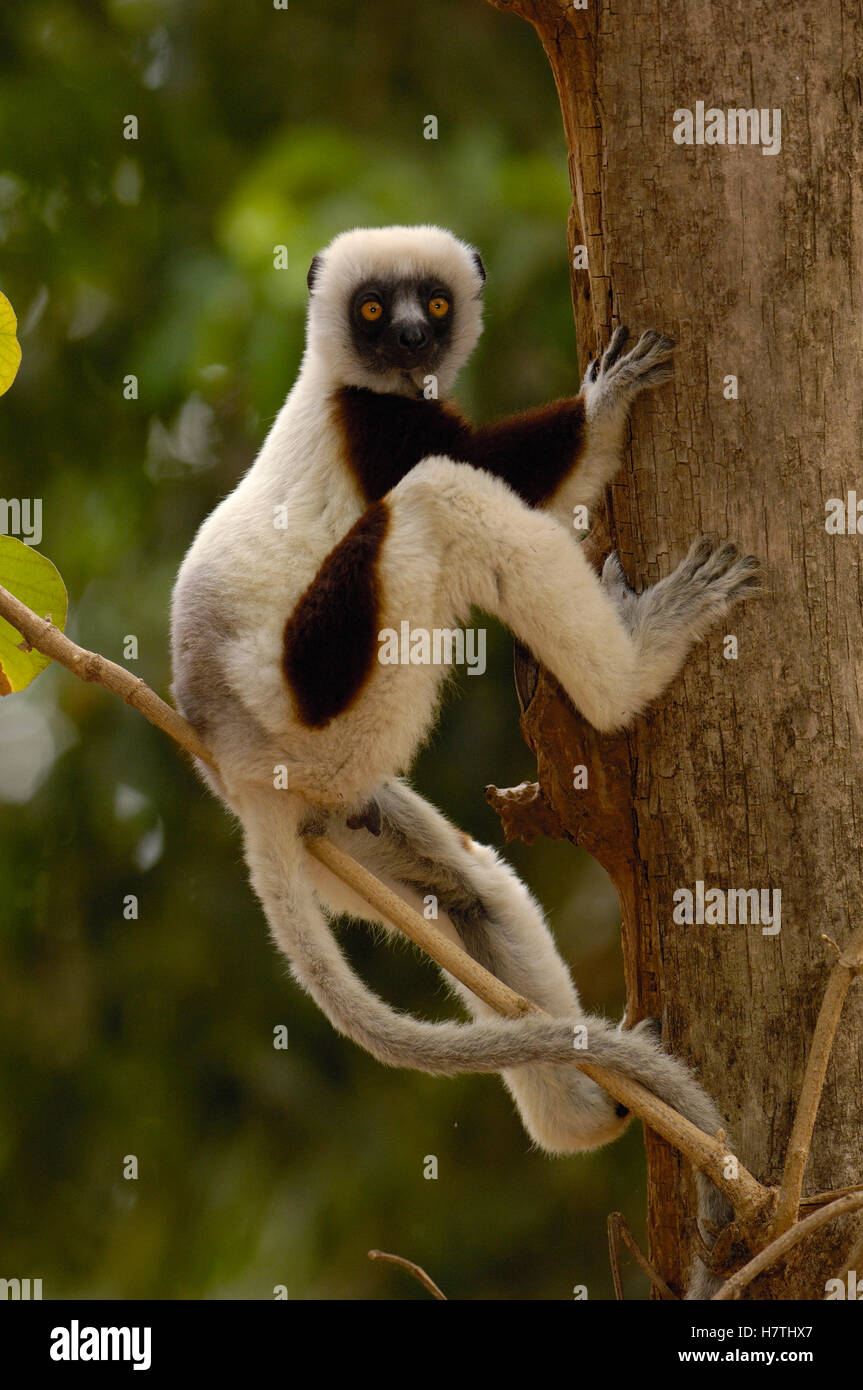 Coquerel's Sifaka (Propithecus coquereli) in western deciduous forest ...