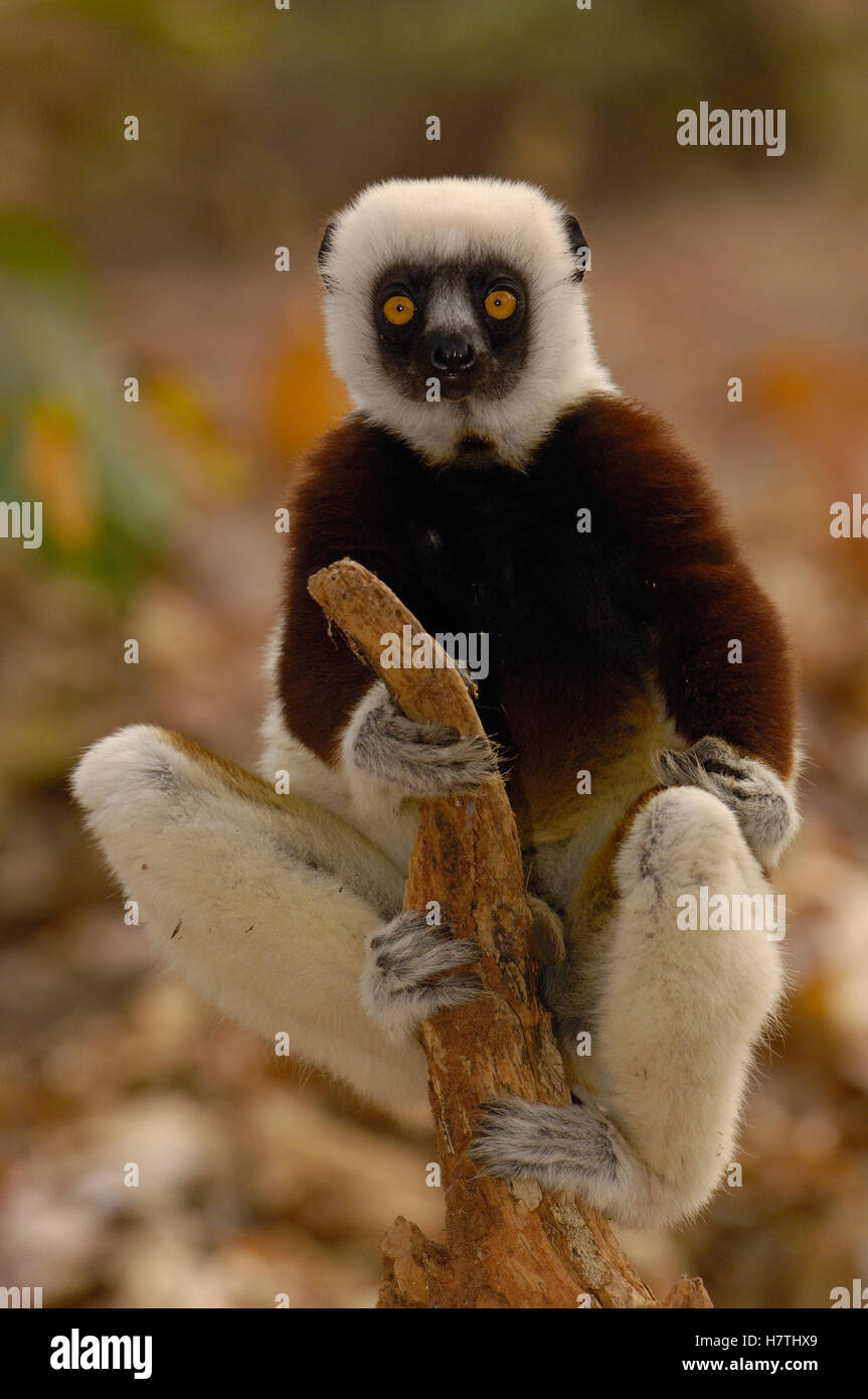 Coquerel's Sifaka (Propithecus coquereli) in western deciduous forest ...