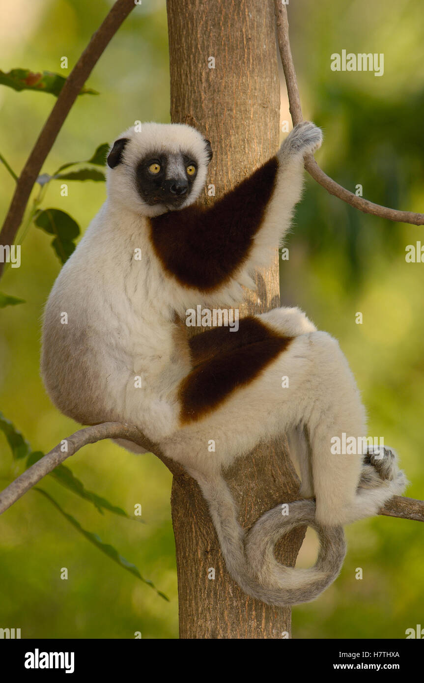 Coquerel's Sifaka (Propithecus coquereli) in western deciduous forest ...