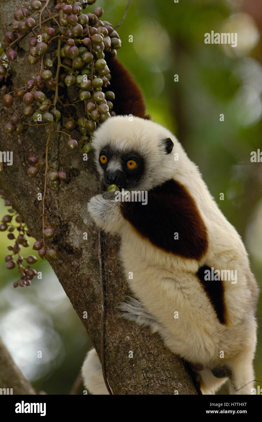 Coquerel's Sifaka (Propithecus coquereli) feeding on fruit of Dicot ...