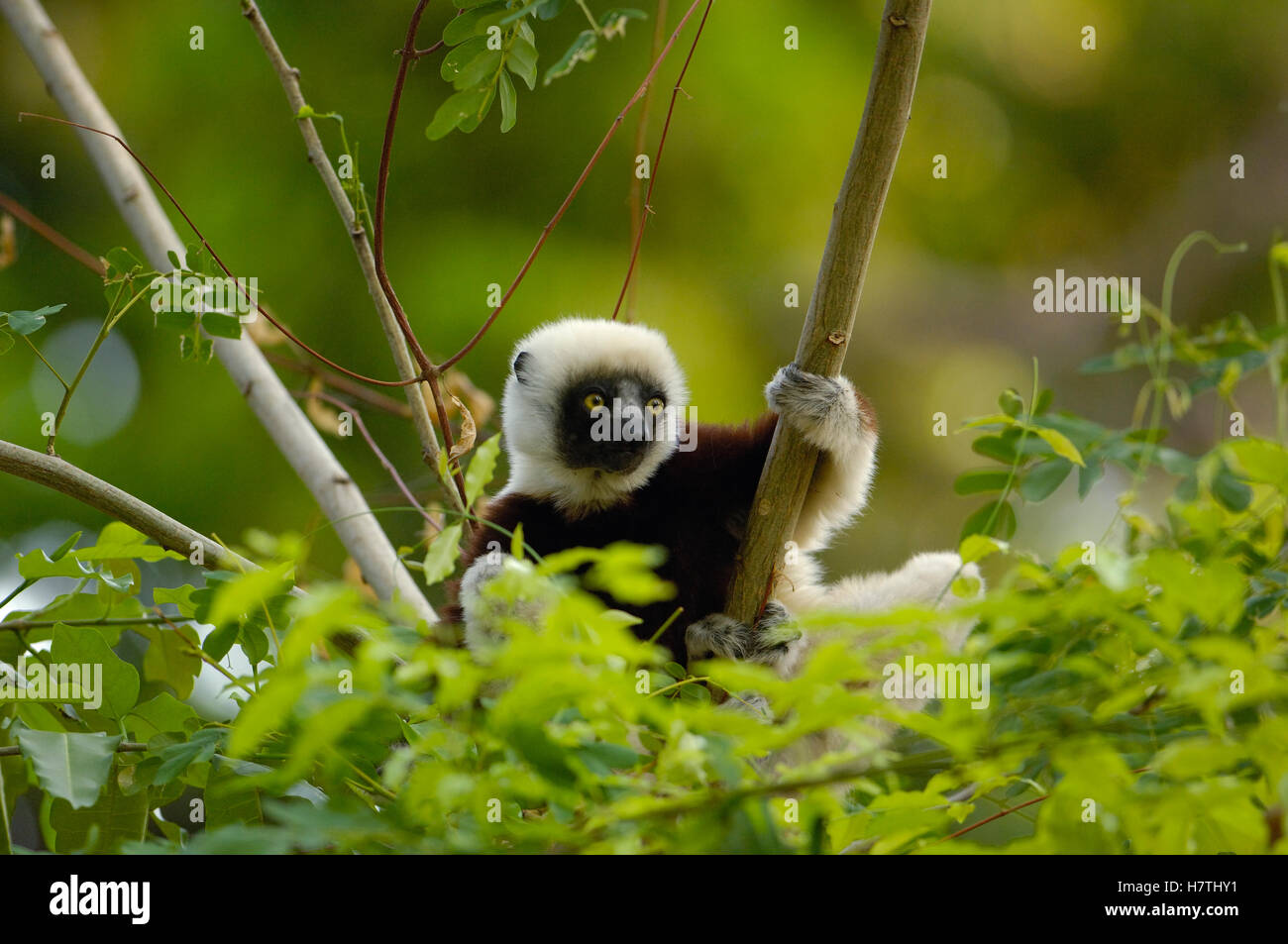 Coquerel's Sifaka (Propithecus coquereli) feeding on fruit of Dicot ...