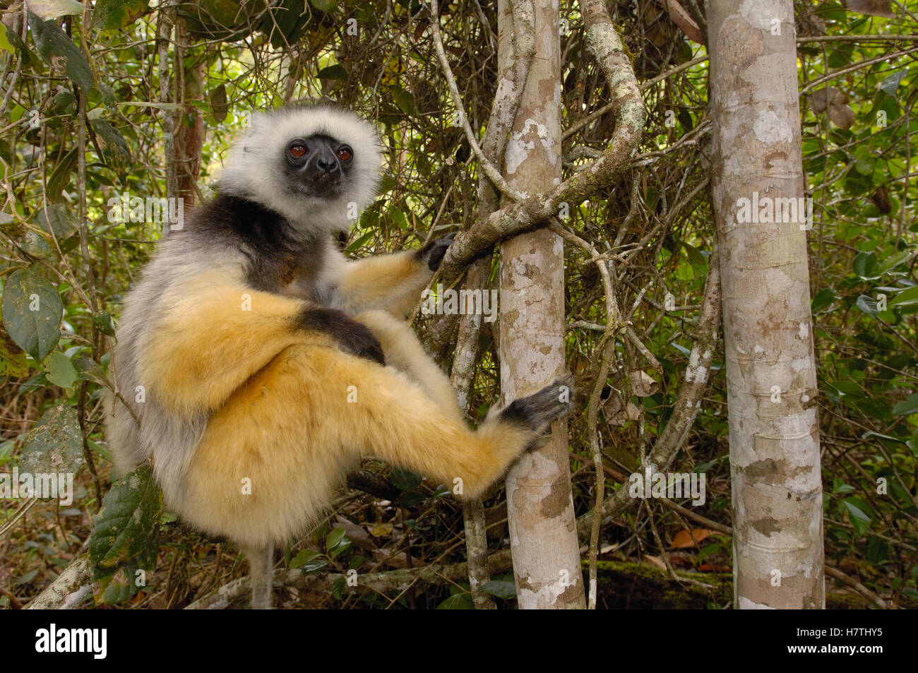 Diademed Sifaka (Propithecus diadema), Mantadia National Park ...