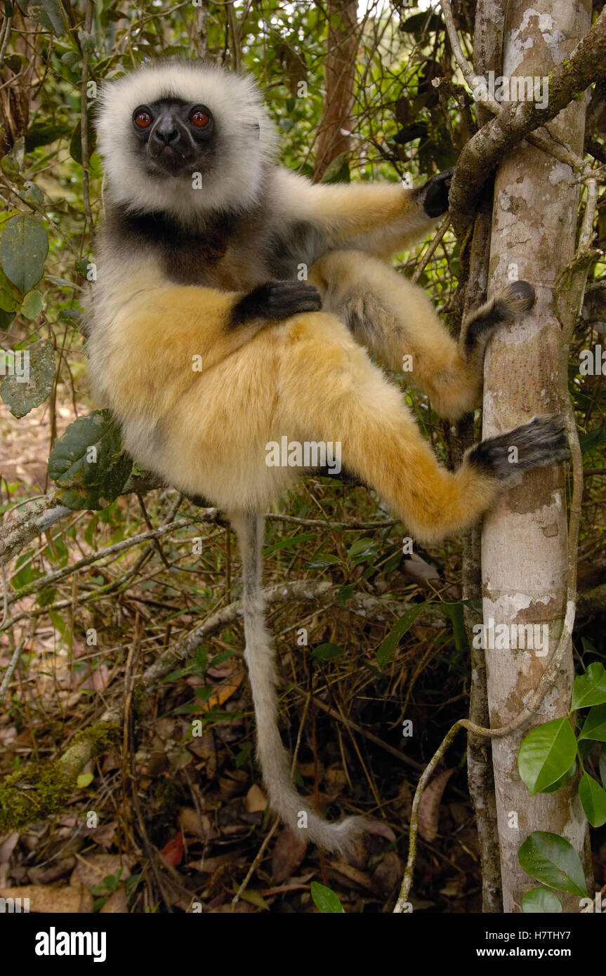 Diademed Sifaka (Propithecus diadema), Mantadia National Park ...
