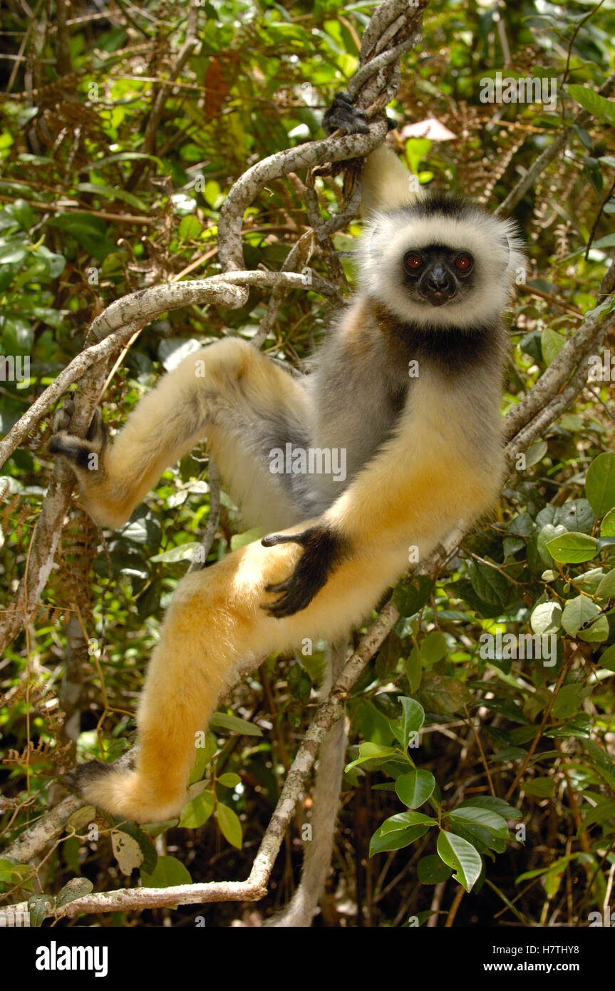 Diademed Sifaka (Propithecus diadema), Mantadia National Park ...