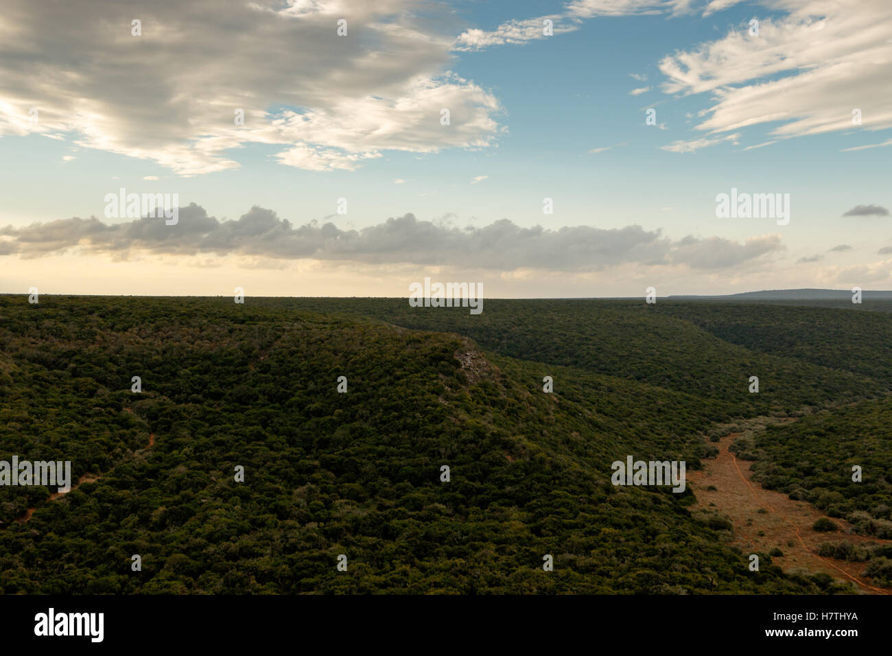 African bush green path hi-res stock photography and images - Alamy