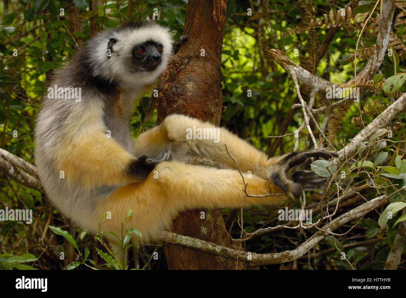 Diademed Sifaka (Propithecus diadema), Mantadia National Park ...