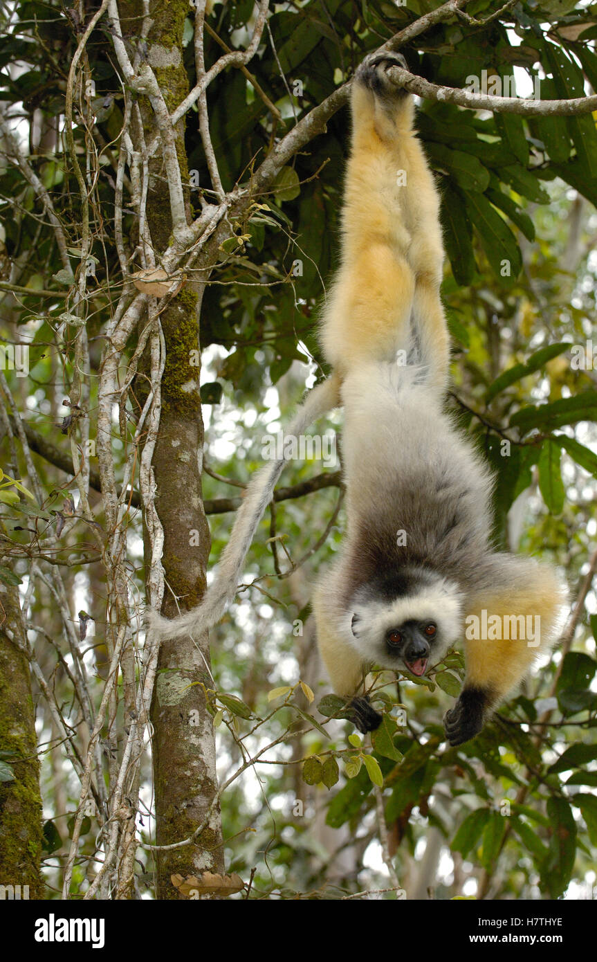 Diademed Sifaka (Propithecus diadema), Mantadia National Park ...