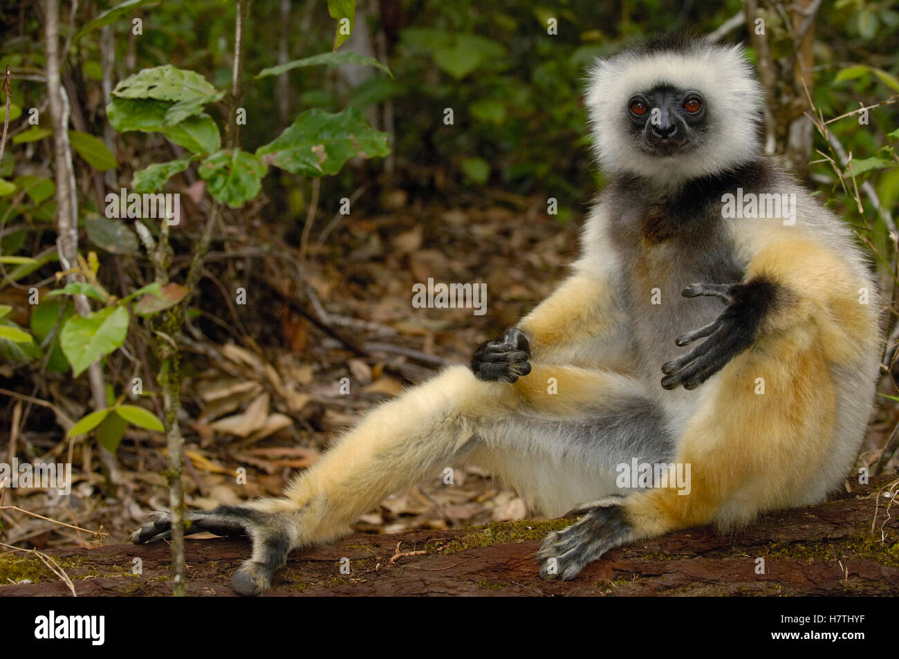 Diademed Sifaka (Propithecus diadema), Mantadia National Park ...
