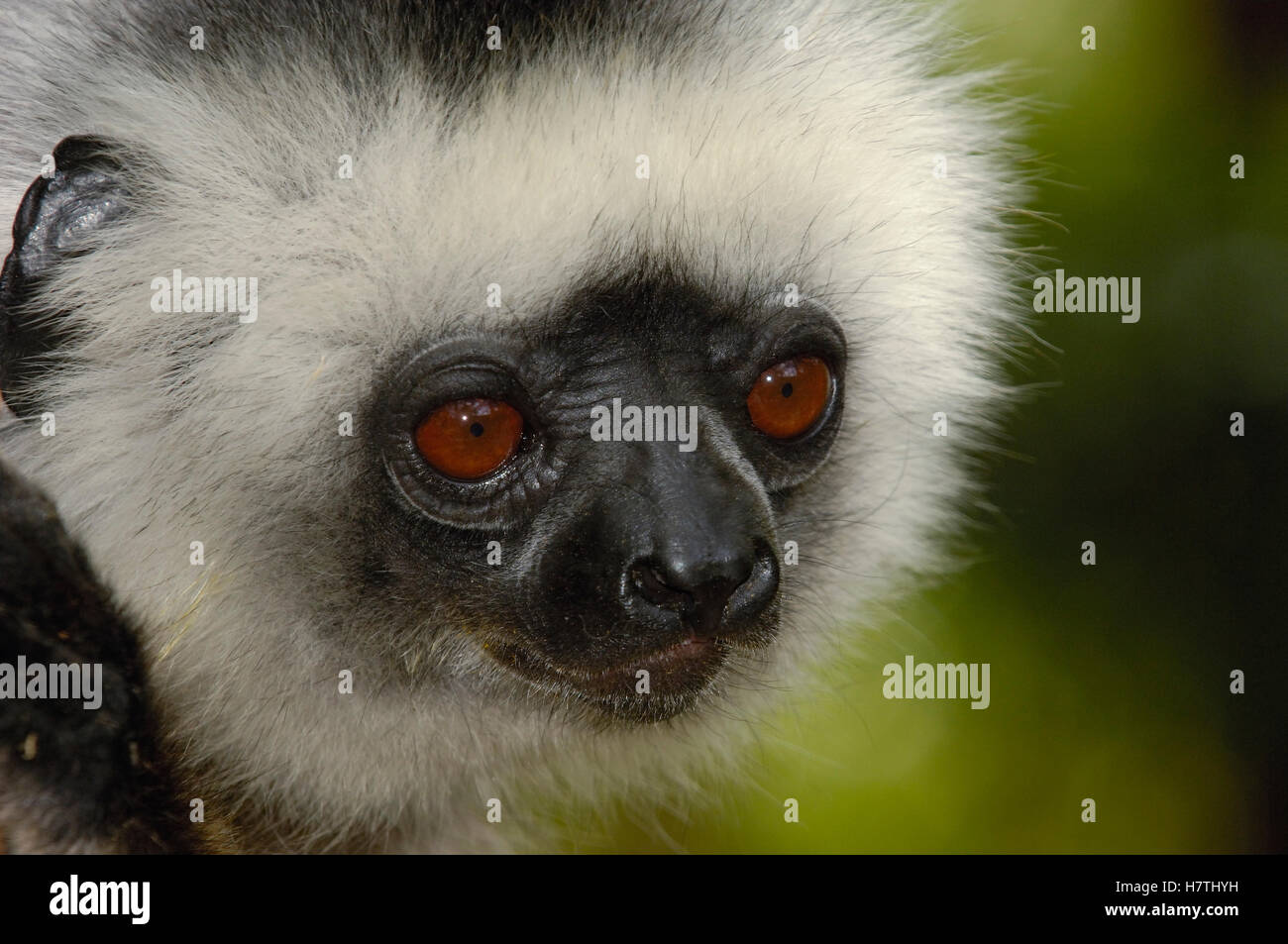 Diademed Sifaka (Propithecus diadema), Mantadia National Park ...