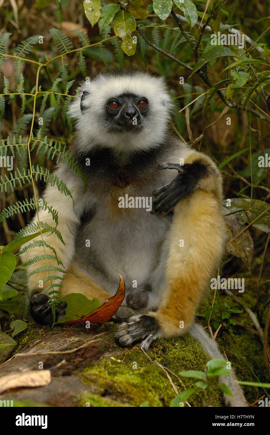 Diademed Sifaka (Propithecus diadema), Mantadia National Park ...