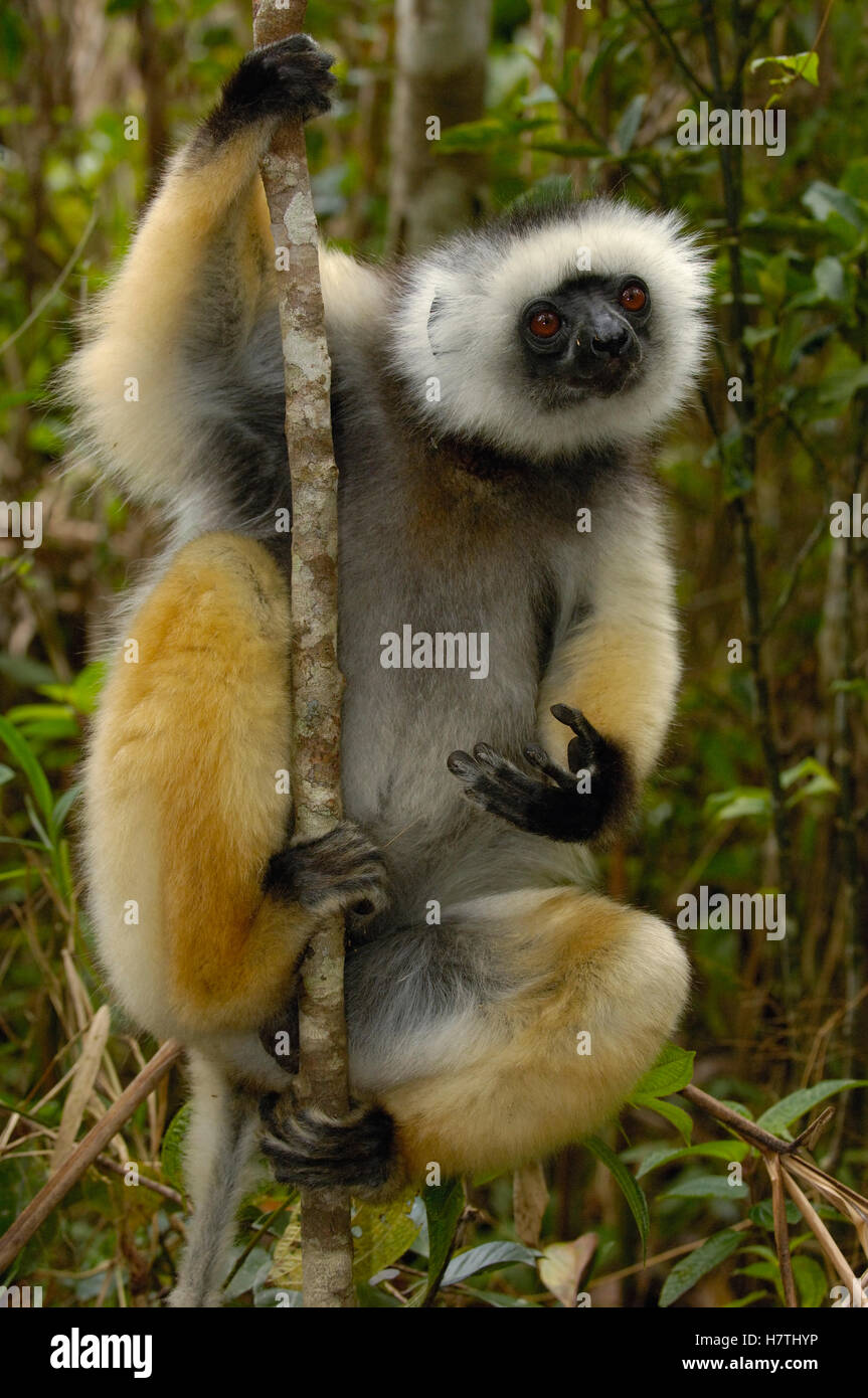 Diademed Sifaka (Propithecus diadema), Mantadia National Park ...
