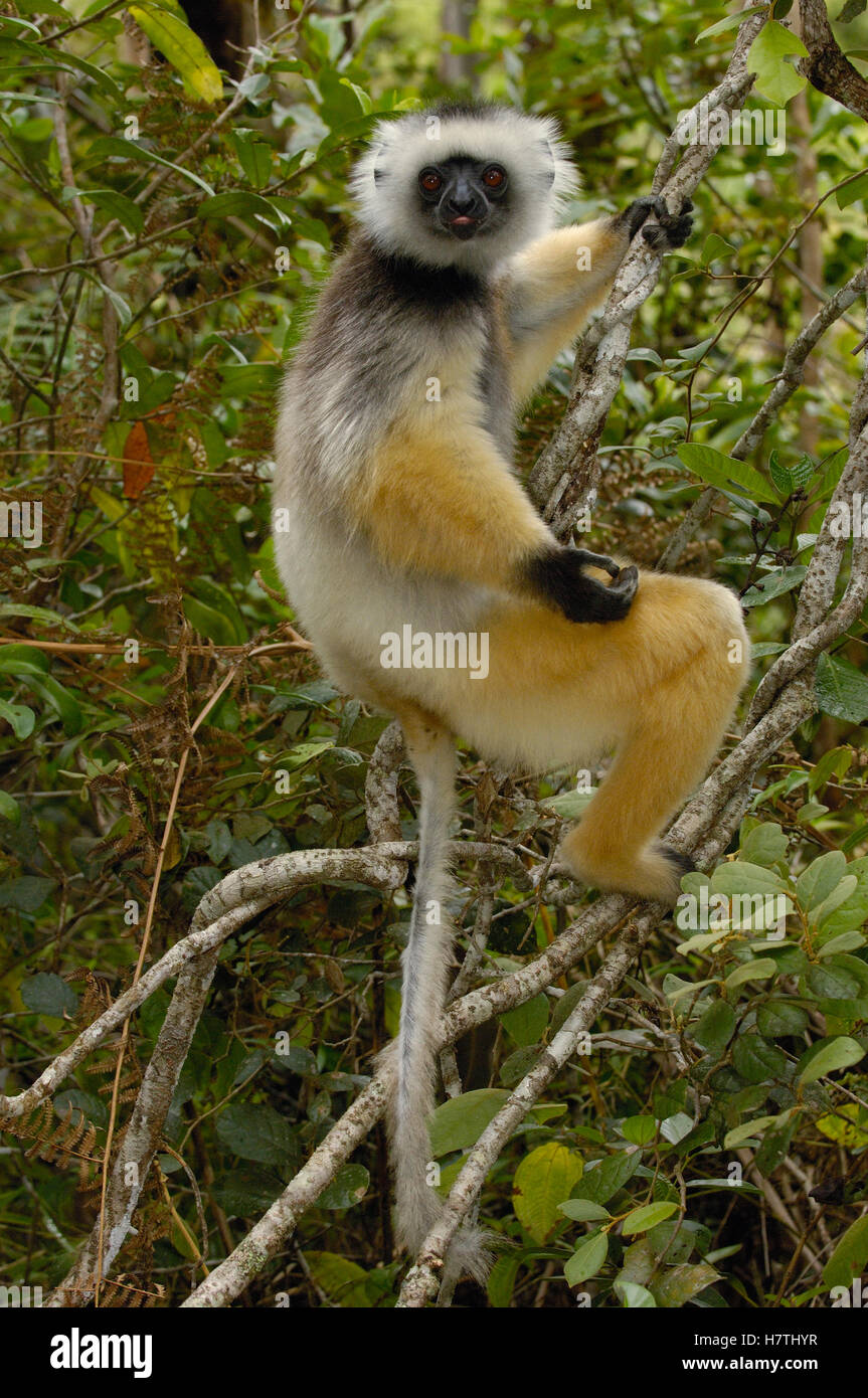 Diademed Sifaka (Propithecus diadema), Mantadia National Park ...