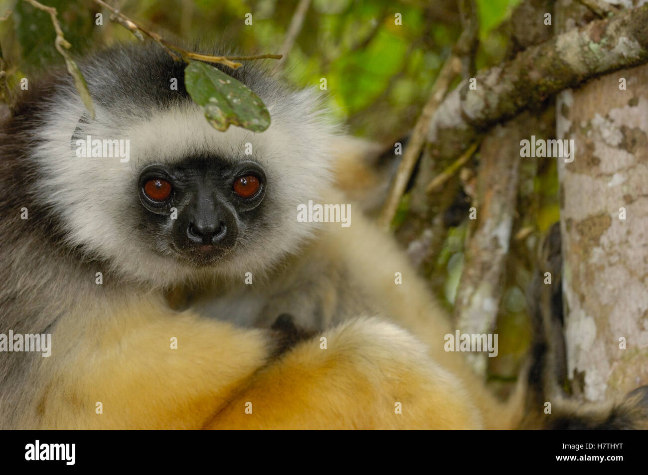 Diademed Sifaka (Propithecus diadema), Mantadia National Park ...