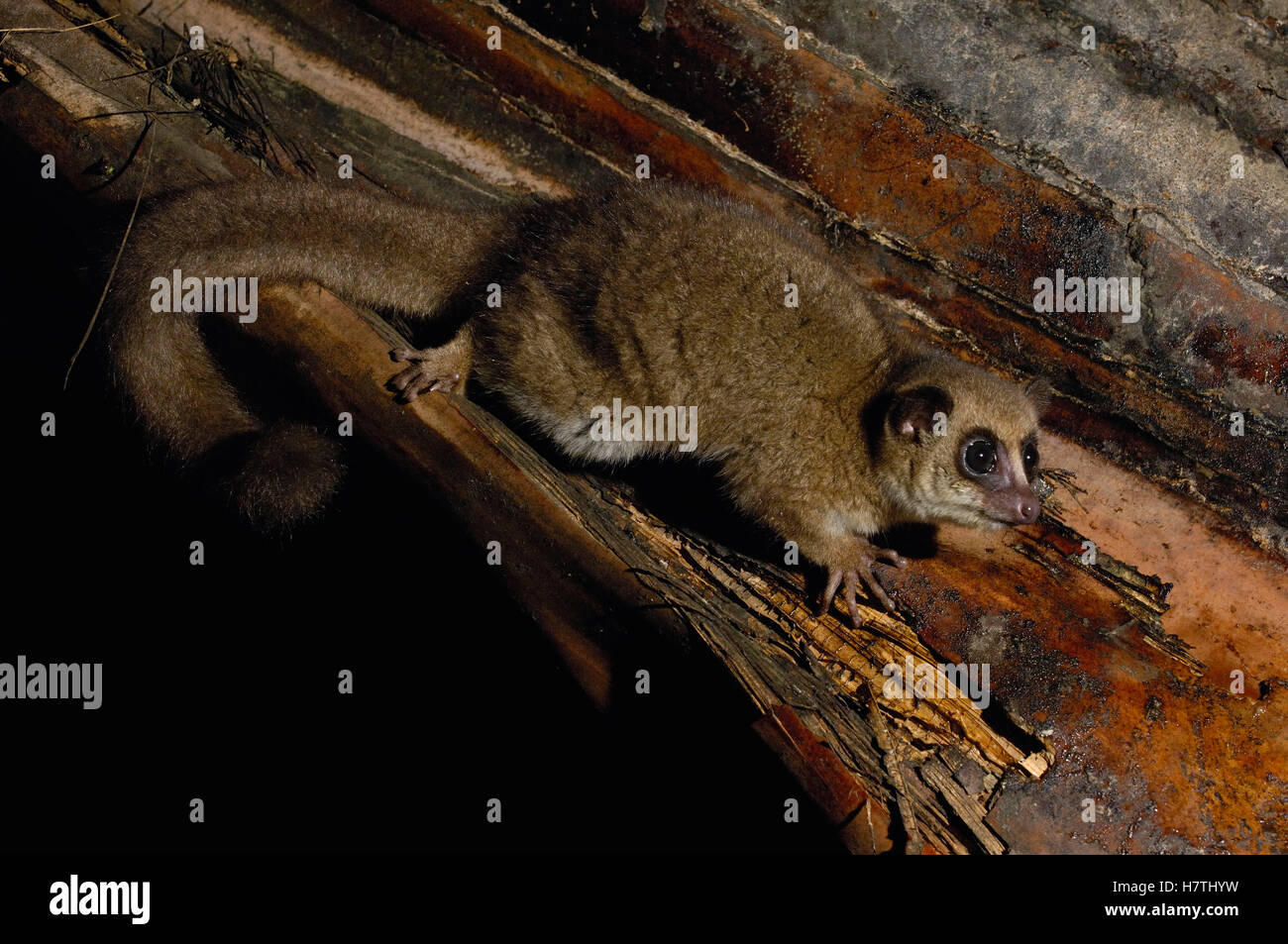 Greater Dwarf Lemur (Cheirogaleus major) on log, Perinet Special ...