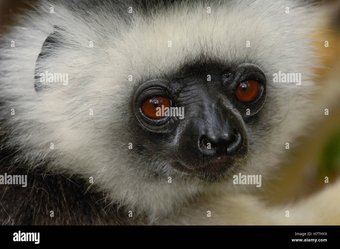 Diademed Sifaka (Propithecus diadema), Mantadia National Park ...